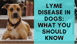 Lyme Disease Protection and Prevention – bobzillaNP