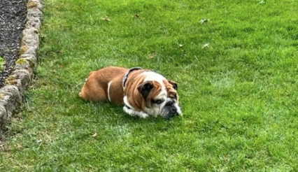 Update on Sheldon, post Dr. Loops, DVM – bobzillaNP