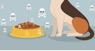 Kibble Causes Cancer. Period. – bobzillaNP