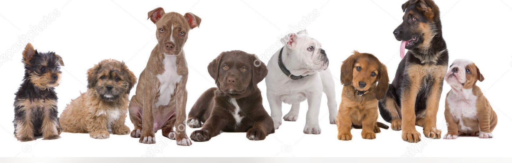 Bobzilla – bobzillaNP