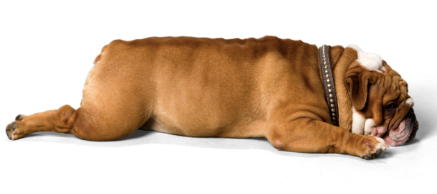 Bobzilla – bobzillaNP